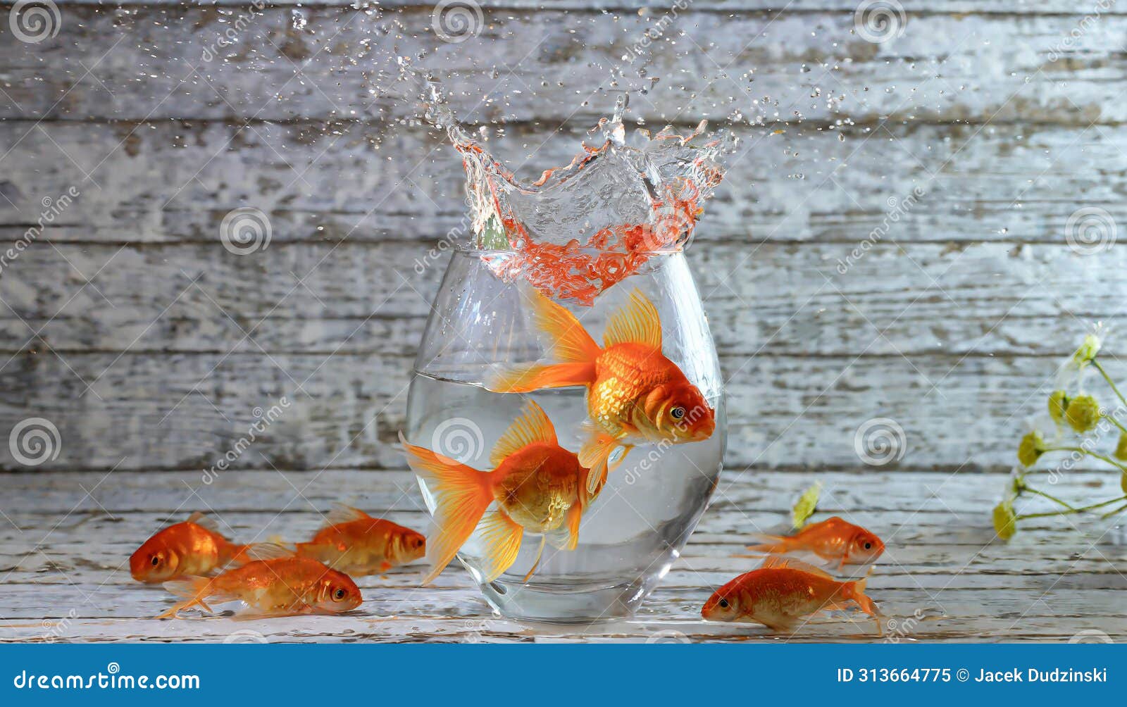 Goldfish Jumping Out of Round Fishbowl into Freedom Stock Illustration ...