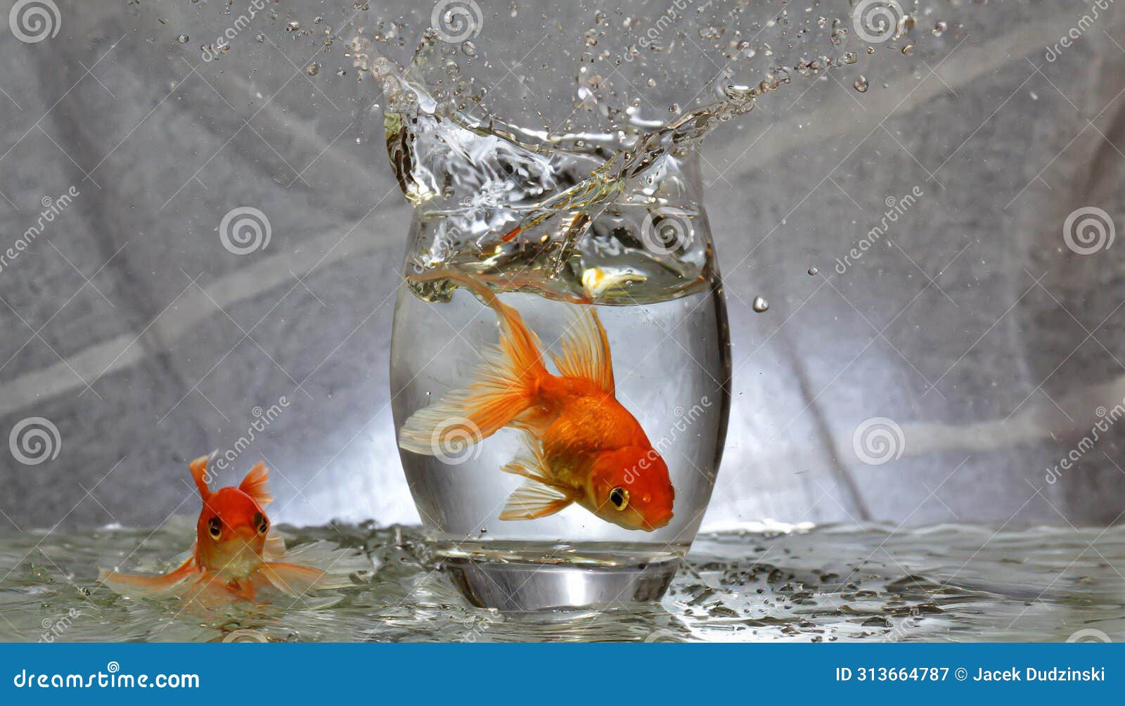 Goldfish Jumping Out of Round Fishbowl into Freedom Stock Illustration ...