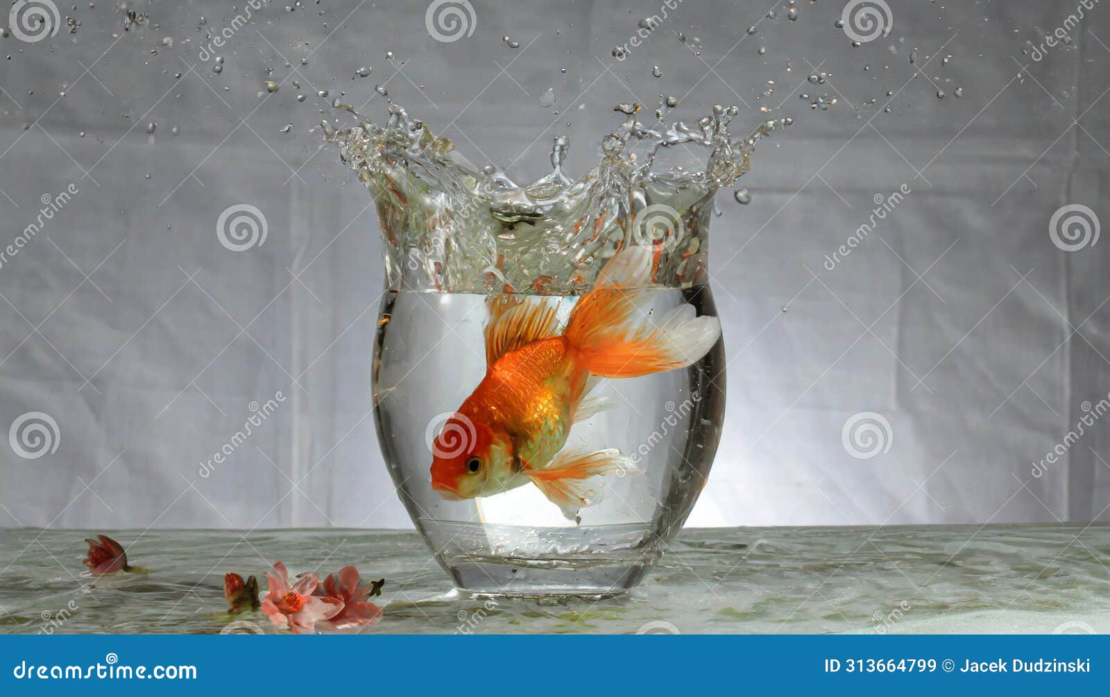 Goldfish Jumping Out of Round Fishbowl into Freedom Stock Illustration ...