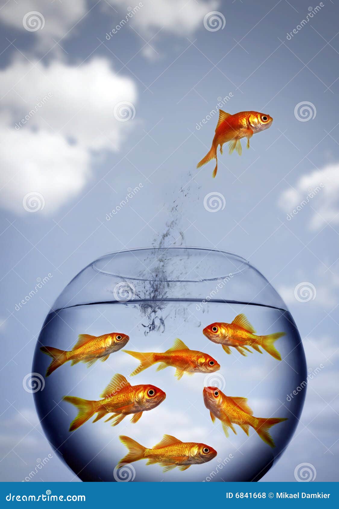 Goldfish Jumping Out of the Water Stock Photo - Image of jump, motion ...