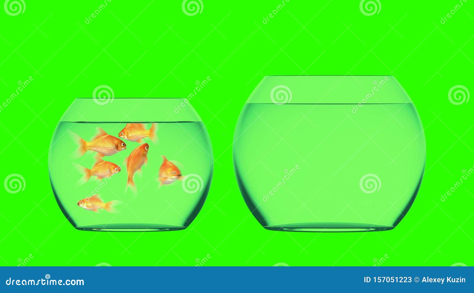 Goldfish Jumps into the Bigger Aquarium, Beautiful 3d Animation on a ... Goldfish Jumps into the Bigger Aquarium, Beautiful 3d Animation on a ...