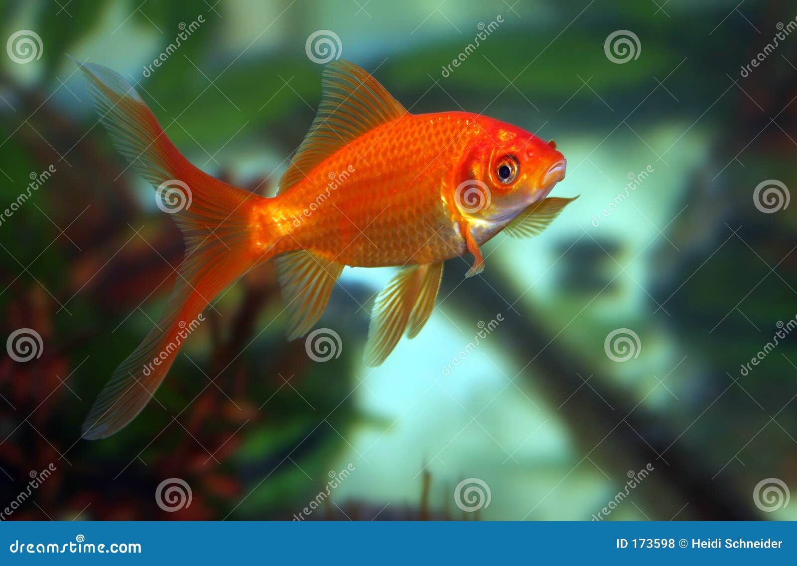Goldfish Kiss stock photo. Image of pectoral, carassius - 173598