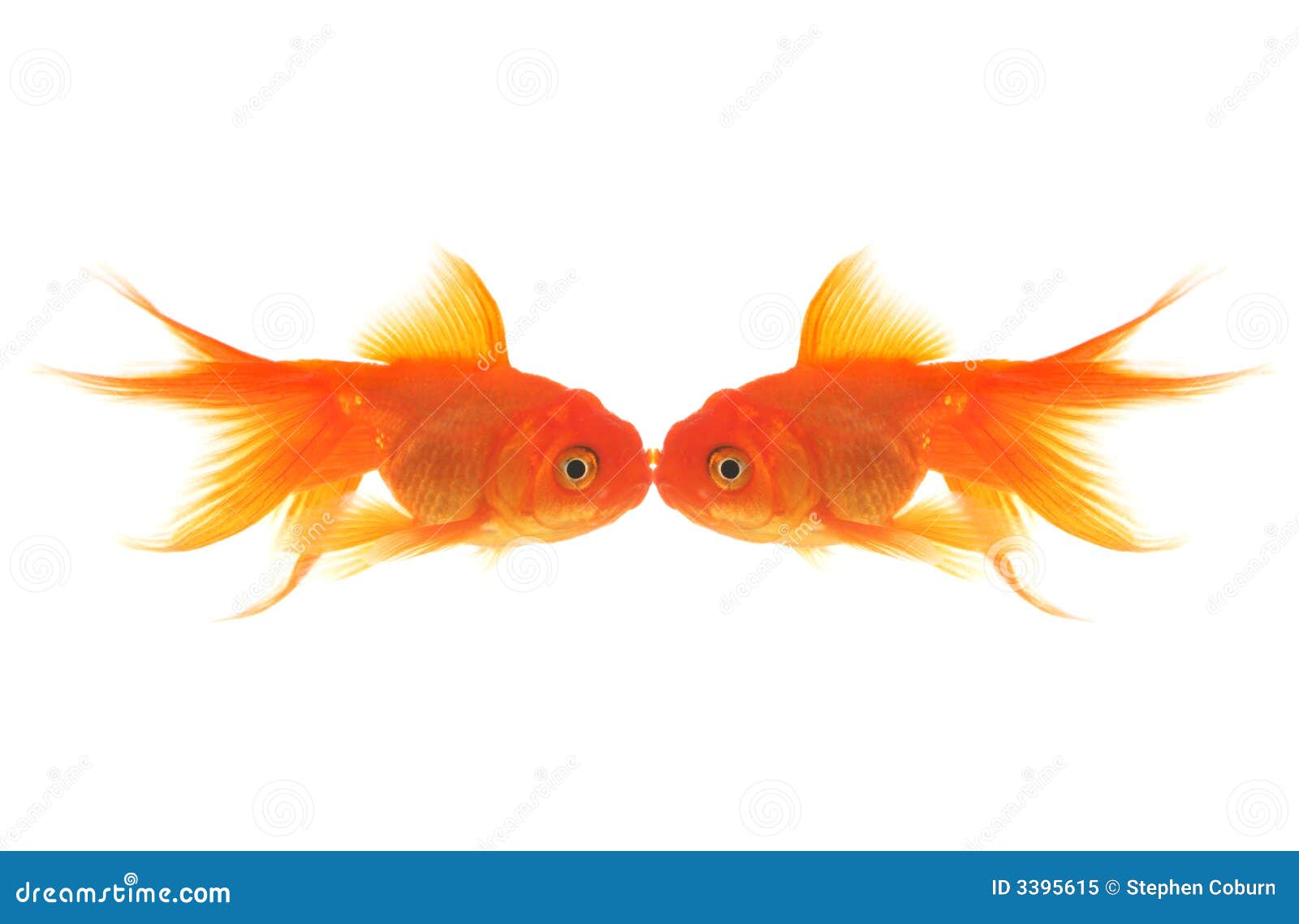 Goldfish Kiss stock image. Image of lovers, fish, activity - 3395615