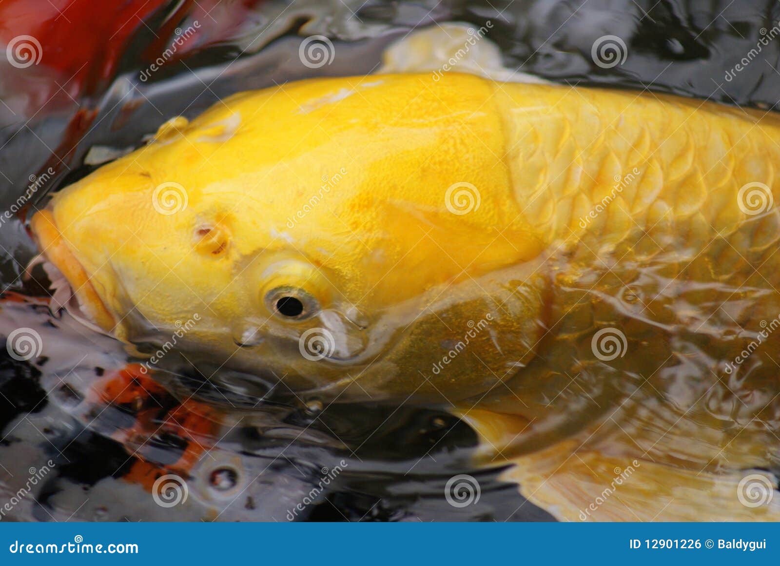 Goldfish Koy stock photo. Image of peace, orange, aquarium - 12901226