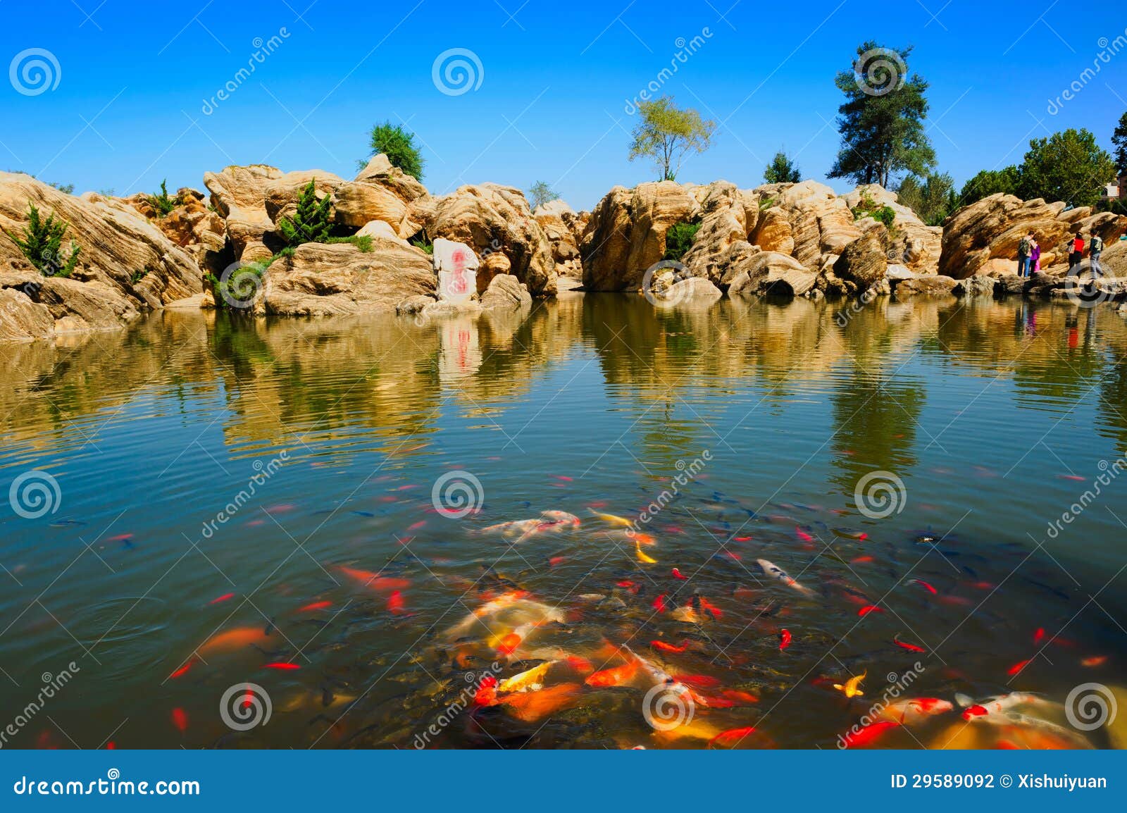 The Goldfish Lake stock photo. Image of dalian, lawn - 29589092