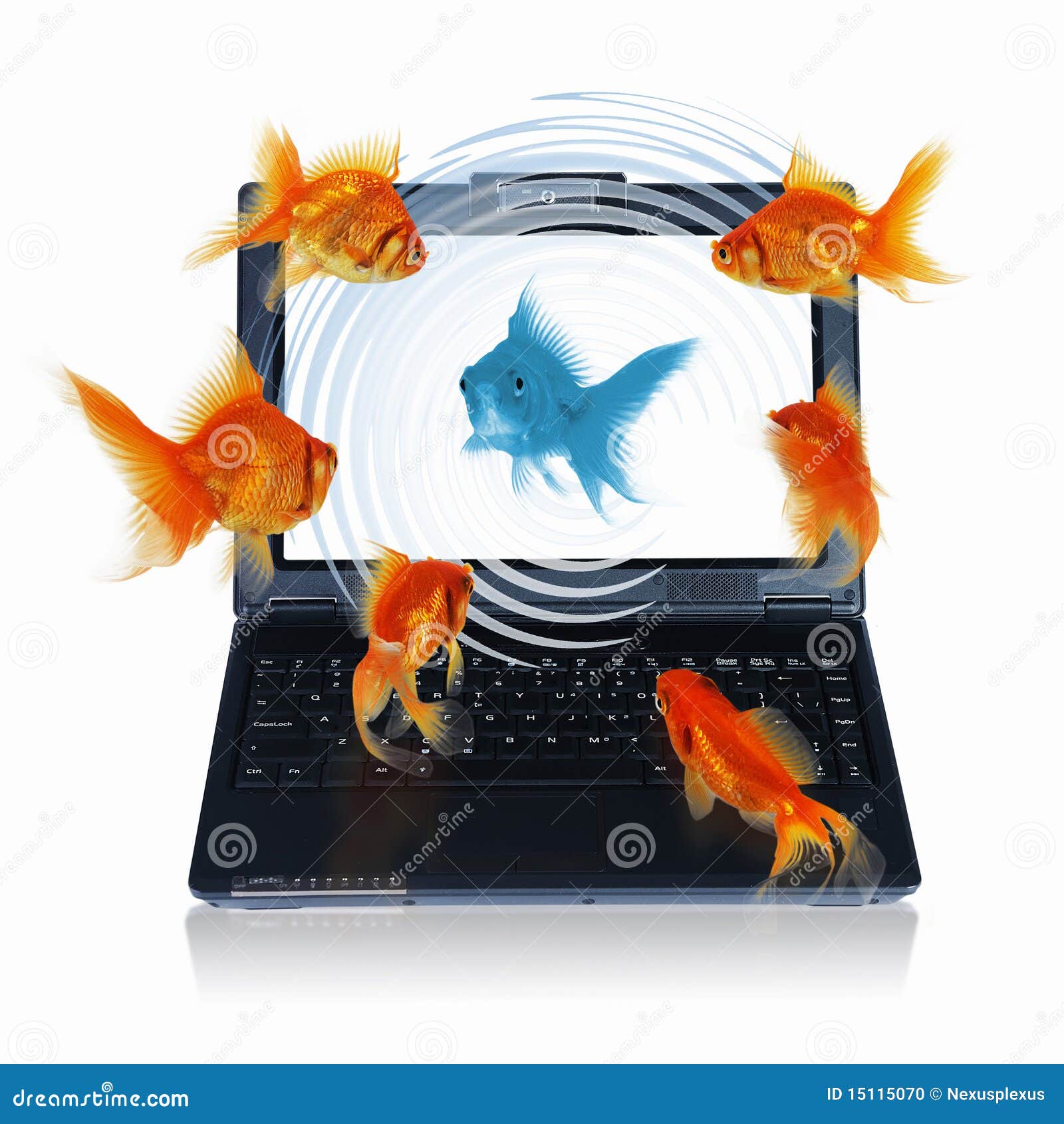 Goldfish and laptop stock photo. Image of flying, action - 15115070