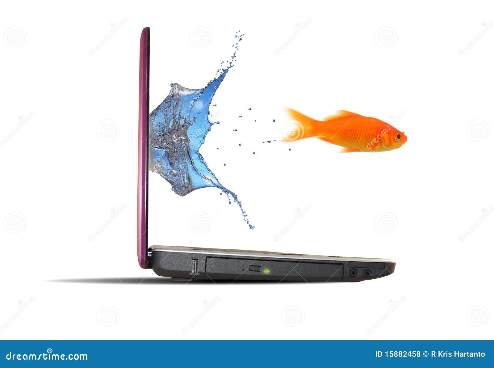 Goldfish from Laptop stock photo. Image of data, display - 15882458