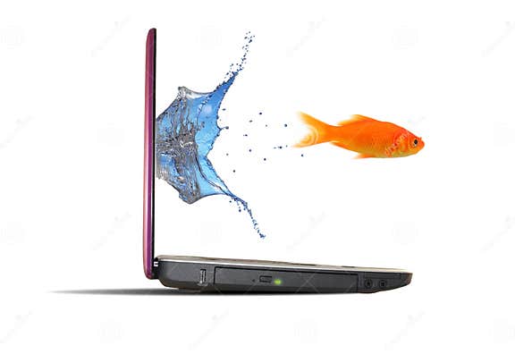 Goldfish from Laptop stock photo. Image of data, display - 15882458