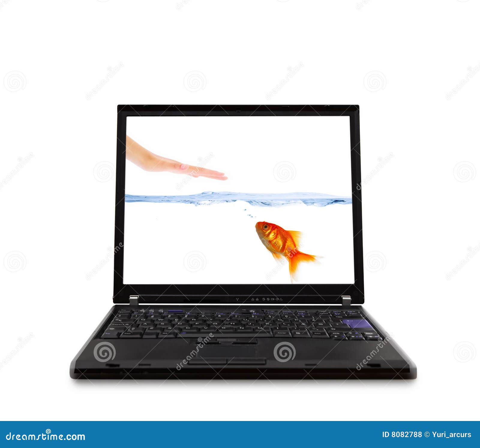 Goldfish on laptop screen stock photo. Image of fishes - 8082788