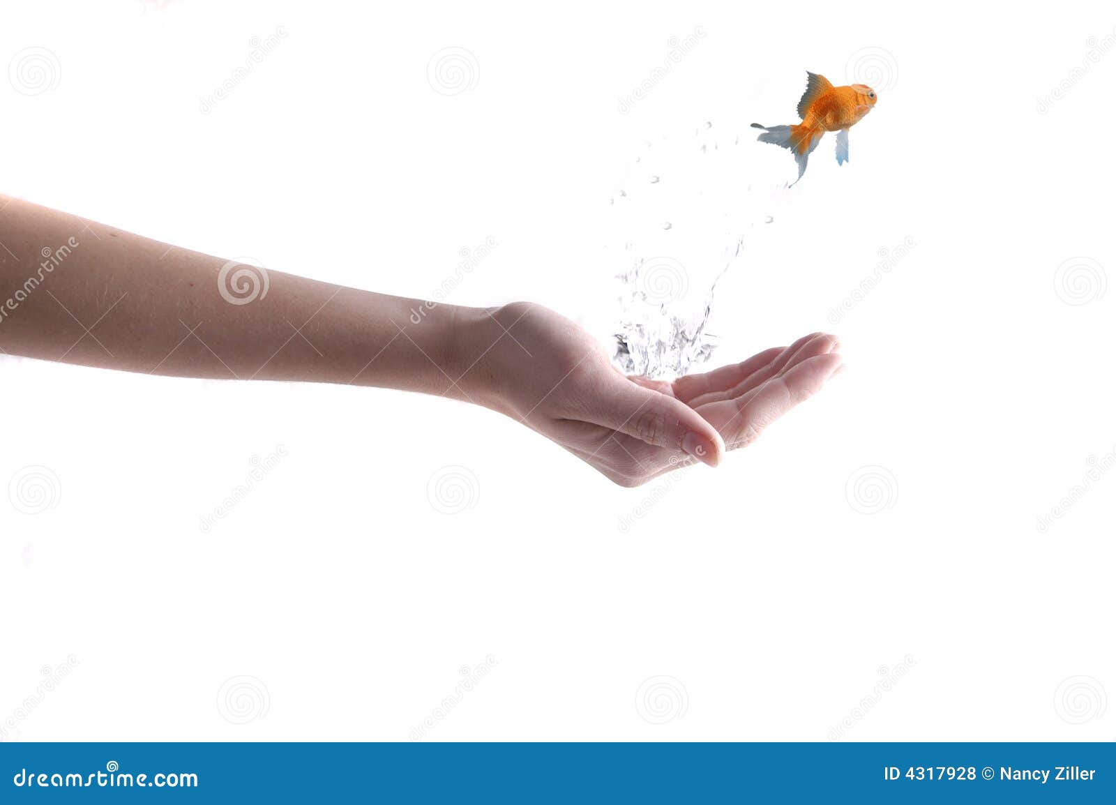 Goldfish Leaping from Hand with Water Stock Photo - Image of hand ...