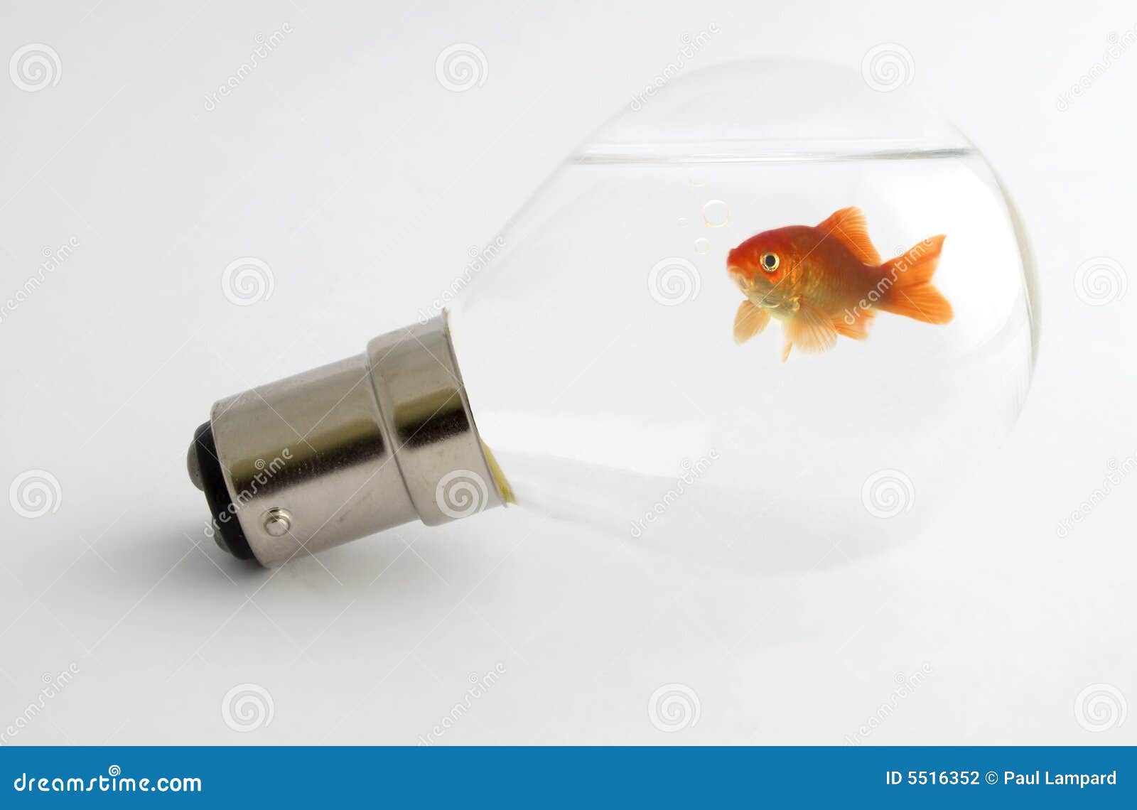 Goldfish in light bulb stock photo. Image of goldfish - 5516352