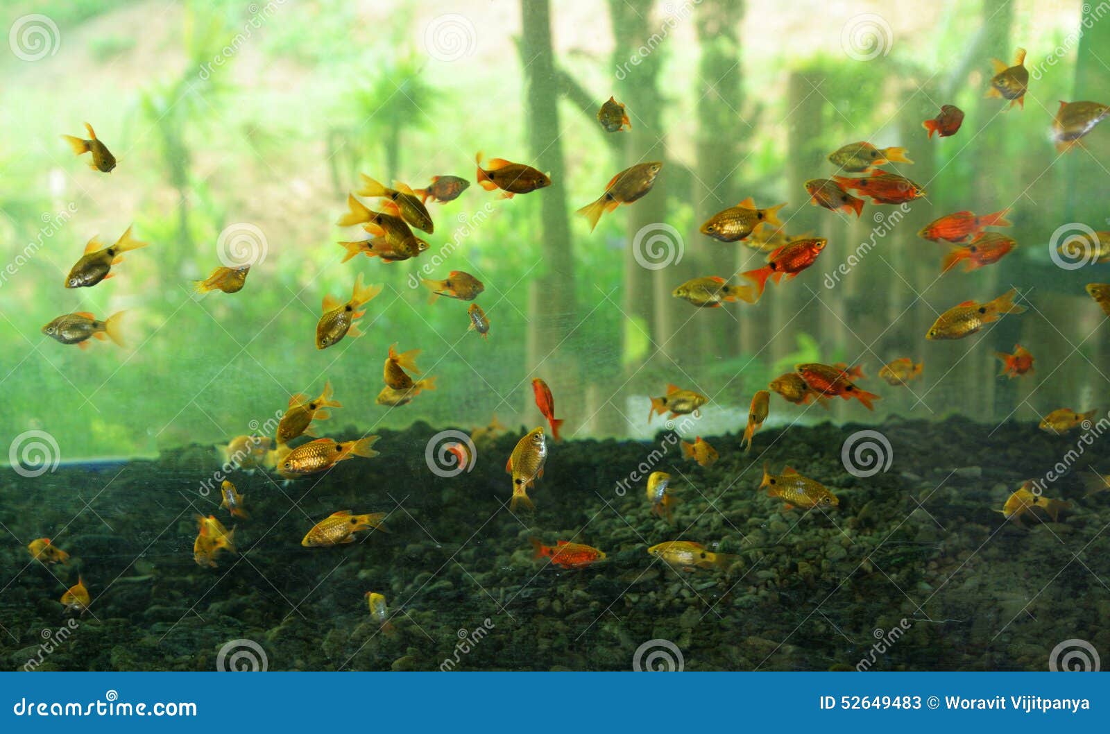 Goldfish little many stock image. Image of orange, fresh - 52649483