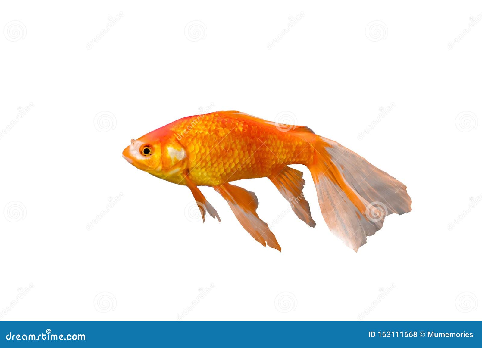 Goldfish Long-tail Breed in China Stock Photo - Image of color, aquatic ...
