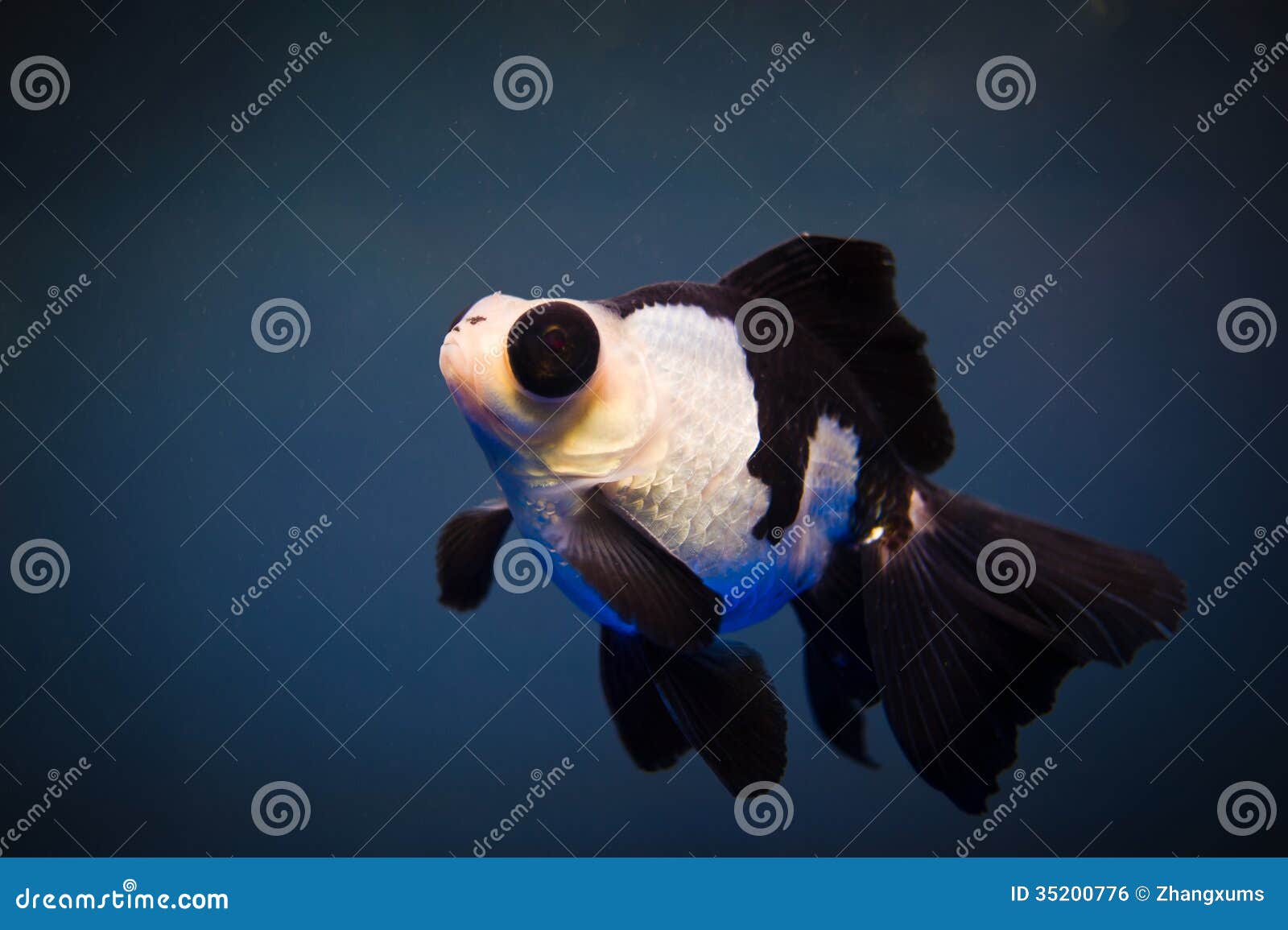 A goldfish stock photo. Image of appearance, goldfish - 35200776
