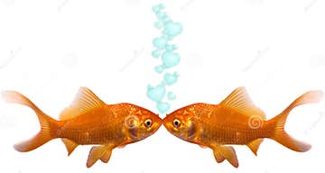 Goldfish in Love stock image. Image of romantic, fish - 3072817