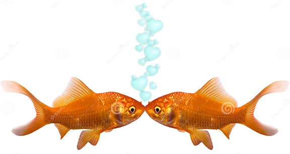 Goldfish in Love stock image. Image of romantic, fish - 3072817
