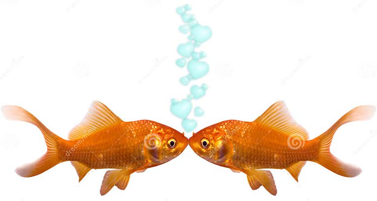 Goldfish in Love stock image. Image of romantic, fish - 3072817