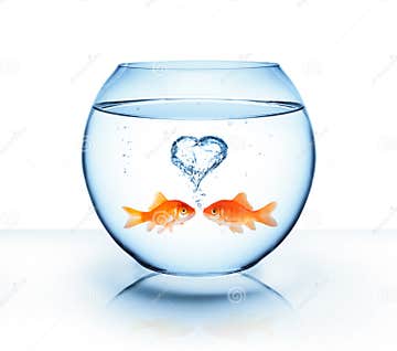 Goldfish in love stock photo. Image of animal, truelove - 46112278