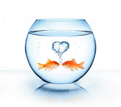 Goldfish in love stock photo. Image of animal, truelove - 46112278