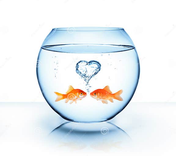 Goldfish in love stock photo. Image of animal, truelove - 46112278