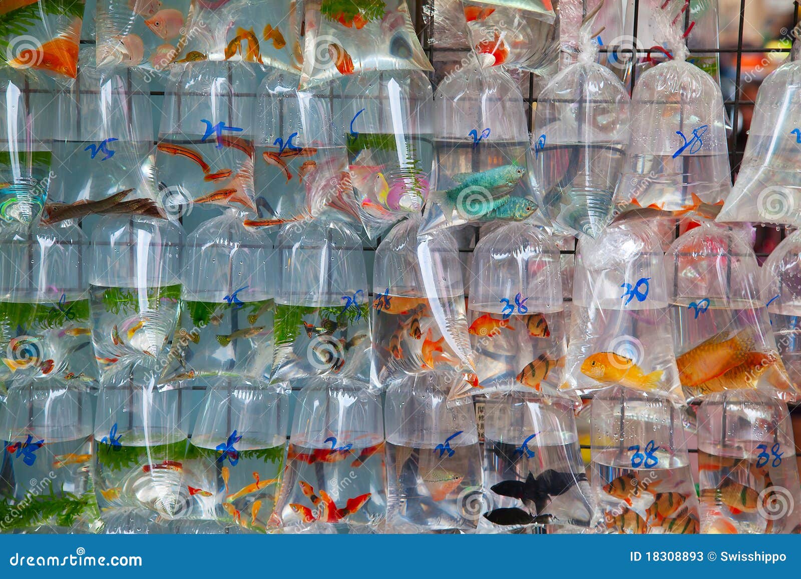 Goldfish market stock image. Image of fresh, asian, aquarium - 18308893