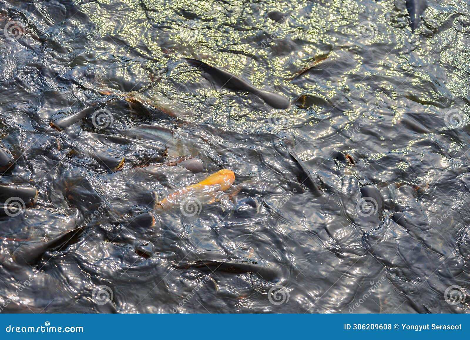 Goldfish are More Prominent in the River Fish Population Stock Photo ...