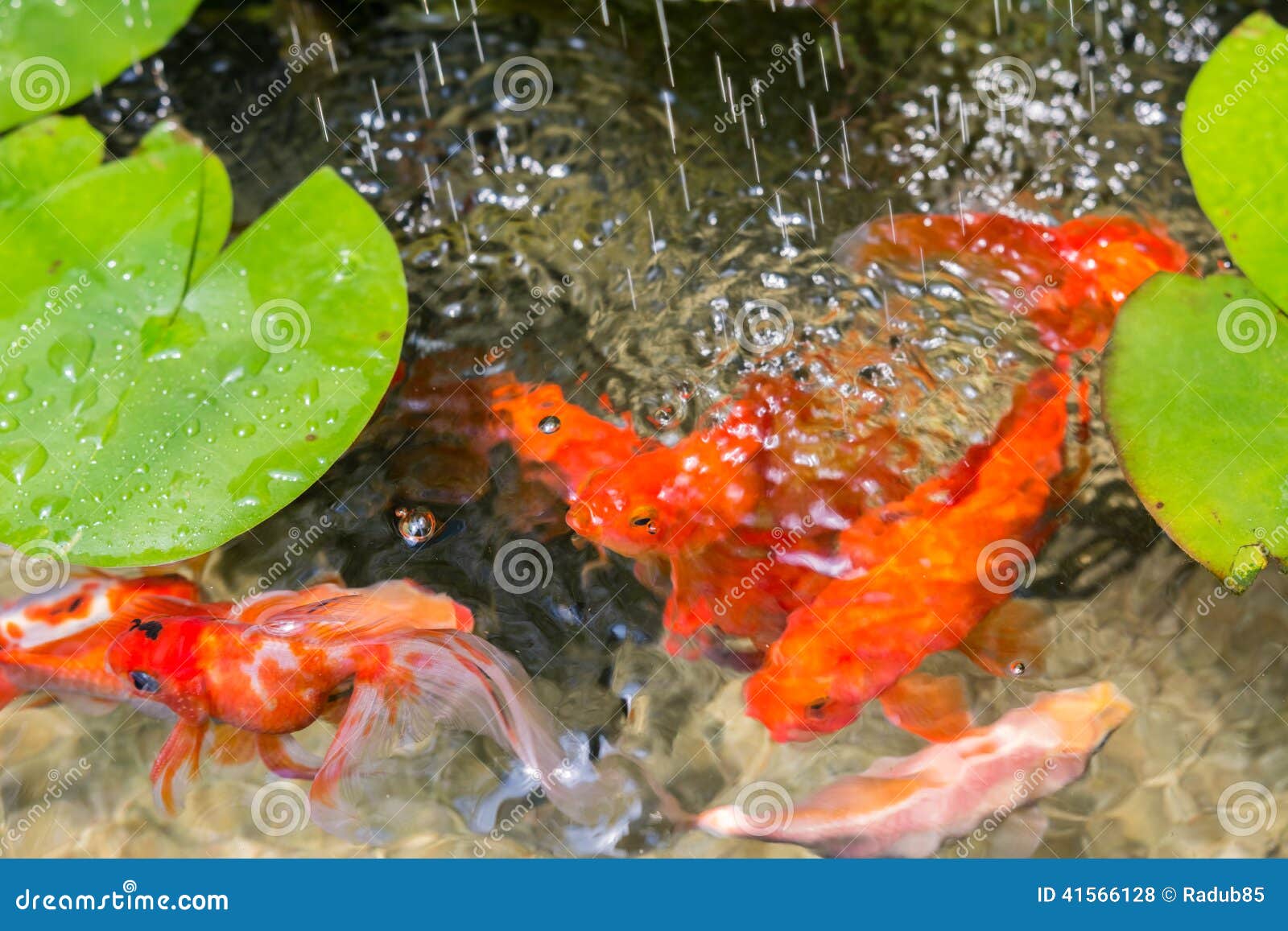 Goldfish in Natural Pond stock photo. Image of motion - 41566128