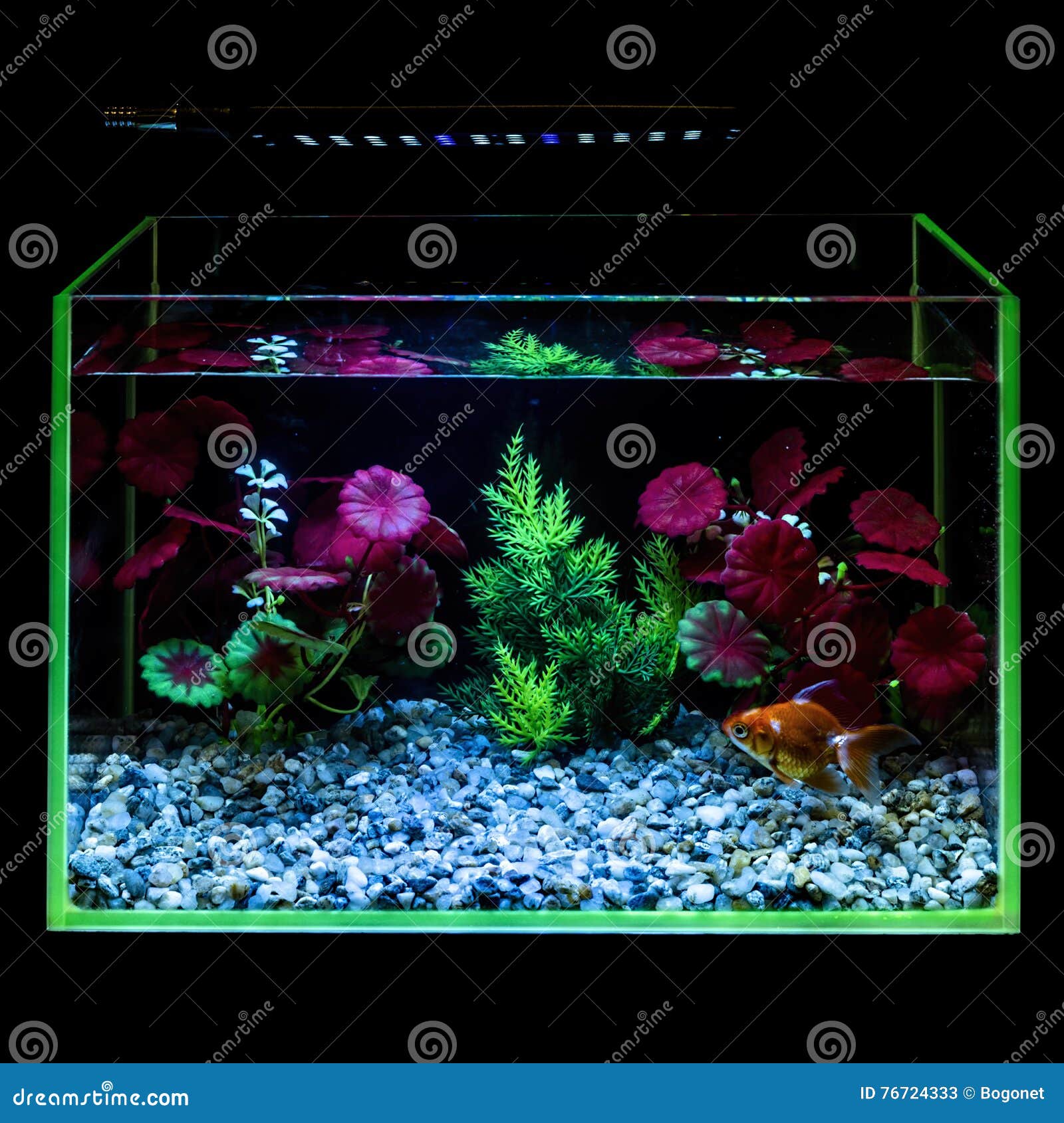 Goldfish in a Night Illuminated Aquarium Stock Image - Image of animal ...