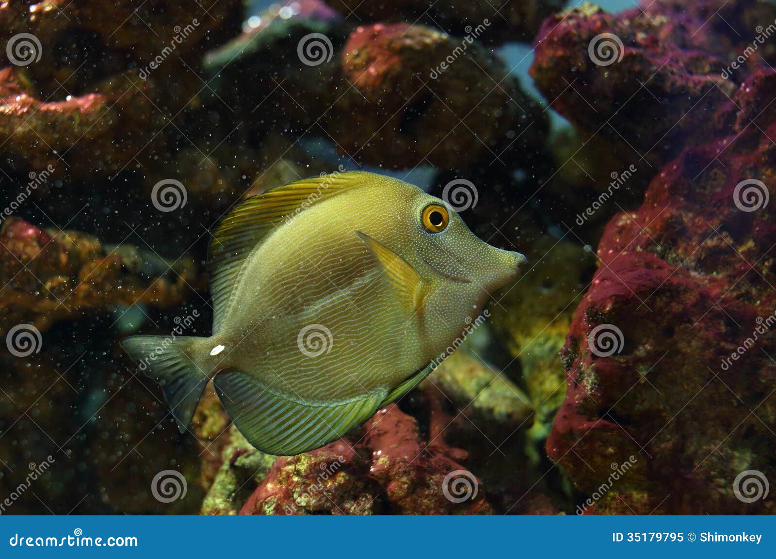 Goldfish stock image. Image of love, golden, animal, animals - 35179795