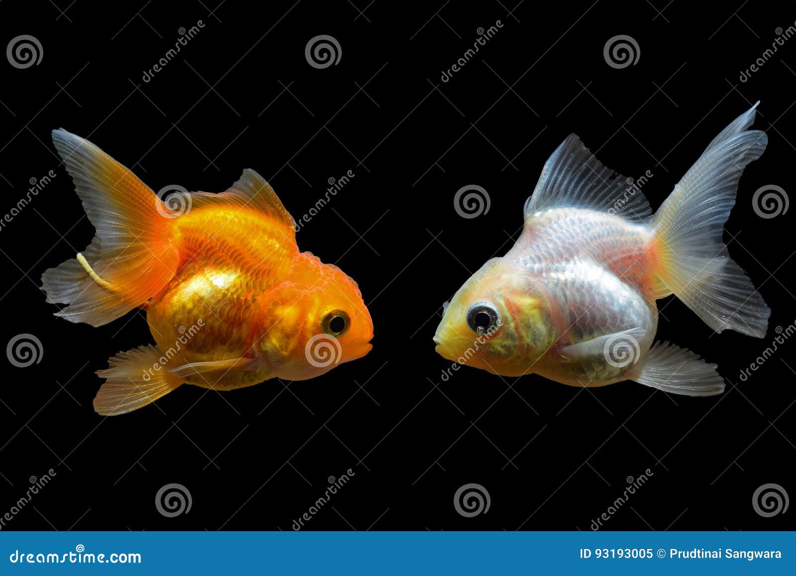 Goldfish stock image. Image of white, motion, nature - 93193005
