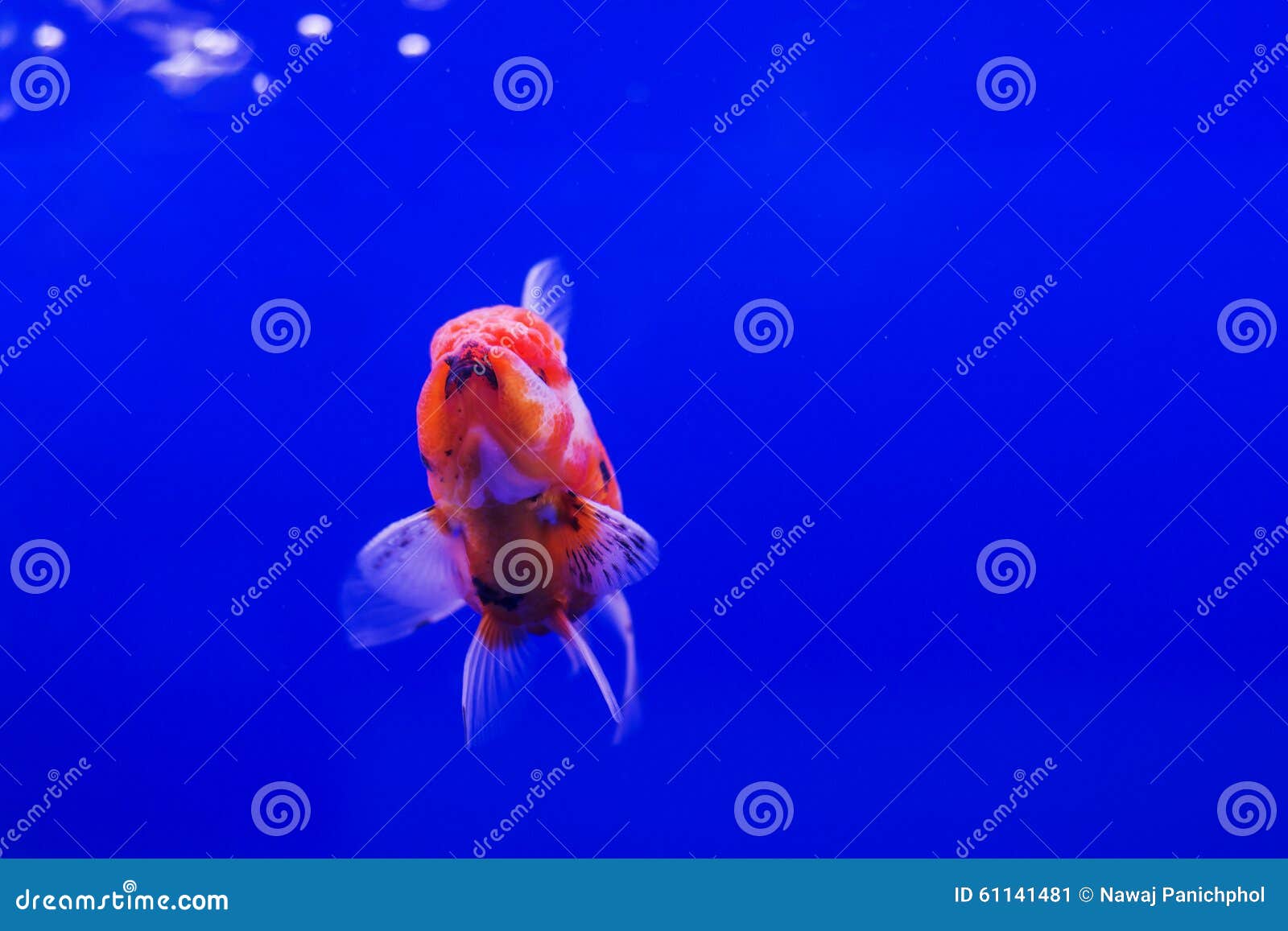 Goldfish oranda stock image. Image of water, animal, golden - 61141481
