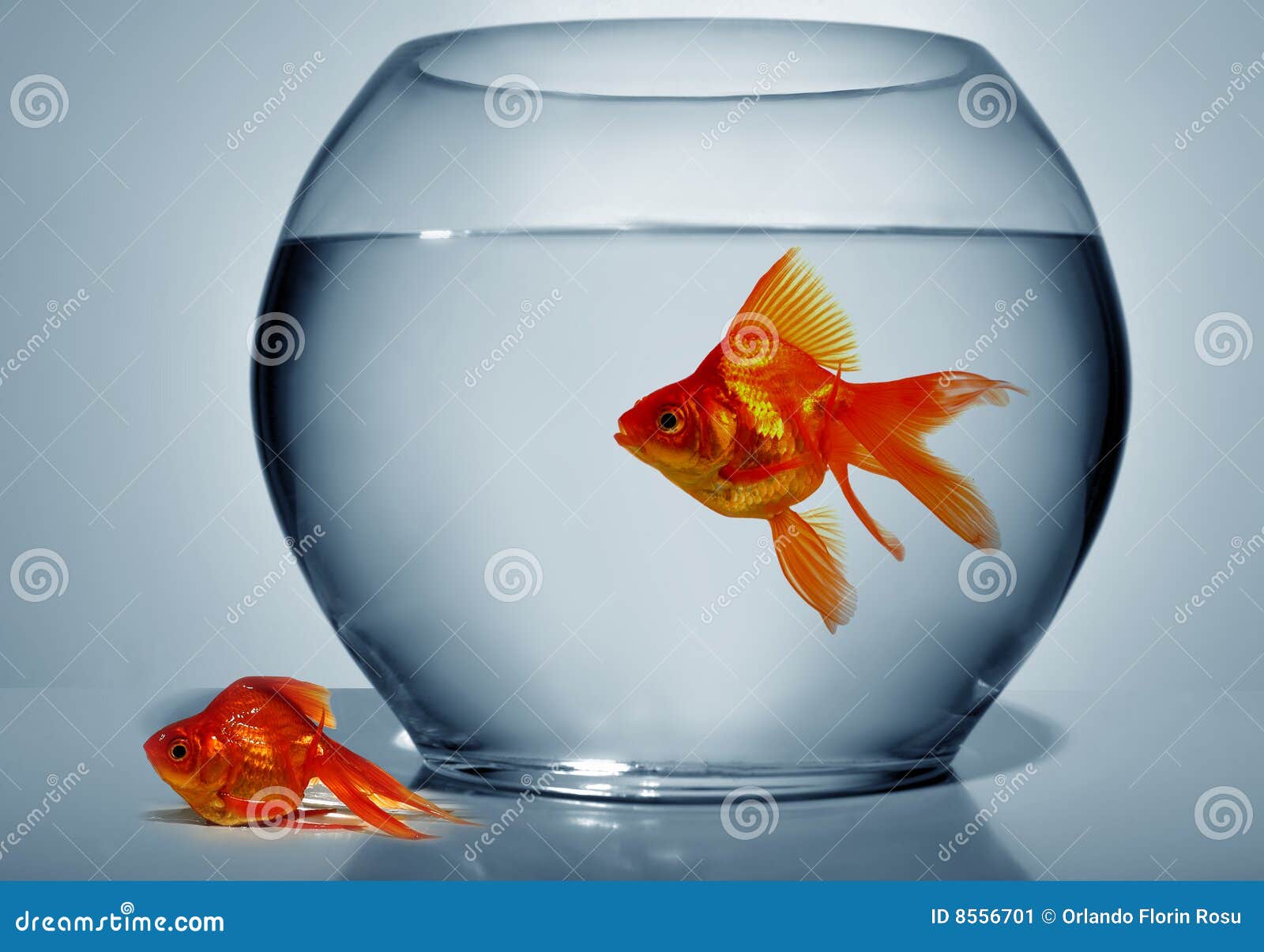 Goldfish outside of water stock image. Image of animal - 8556701