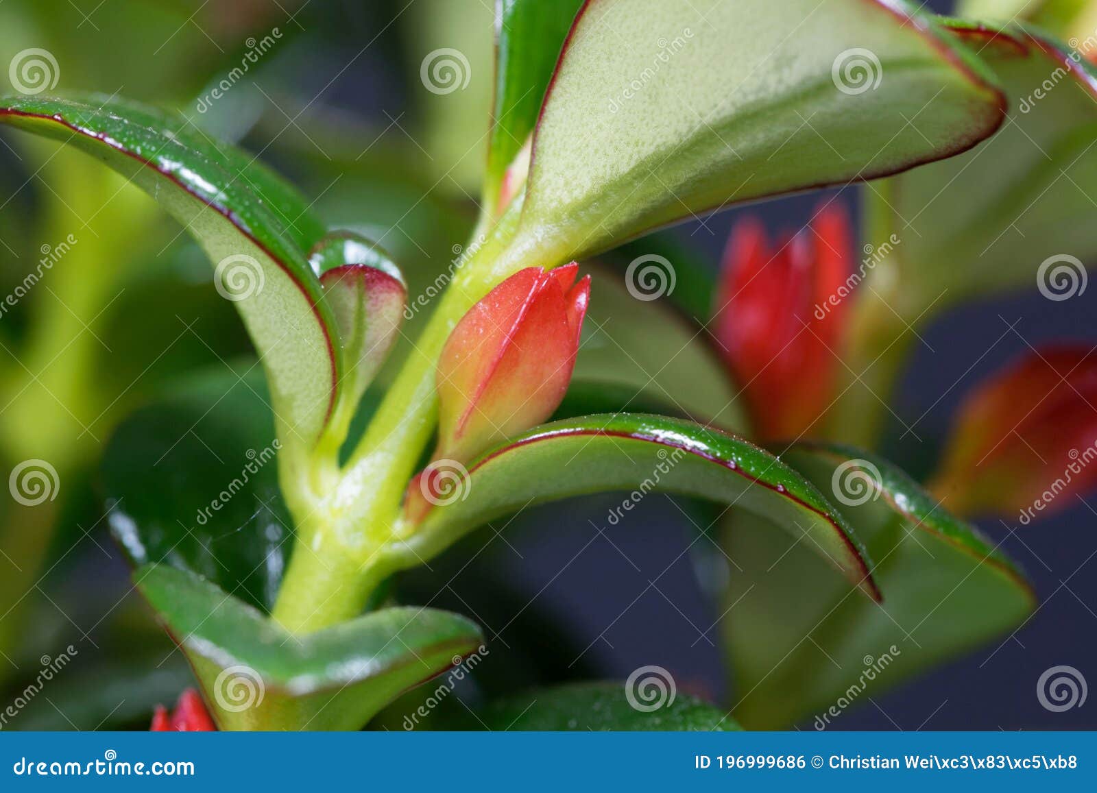 Goldfish Plant Flower, Nematanthus Gregarious Stock Photo - Image of ...