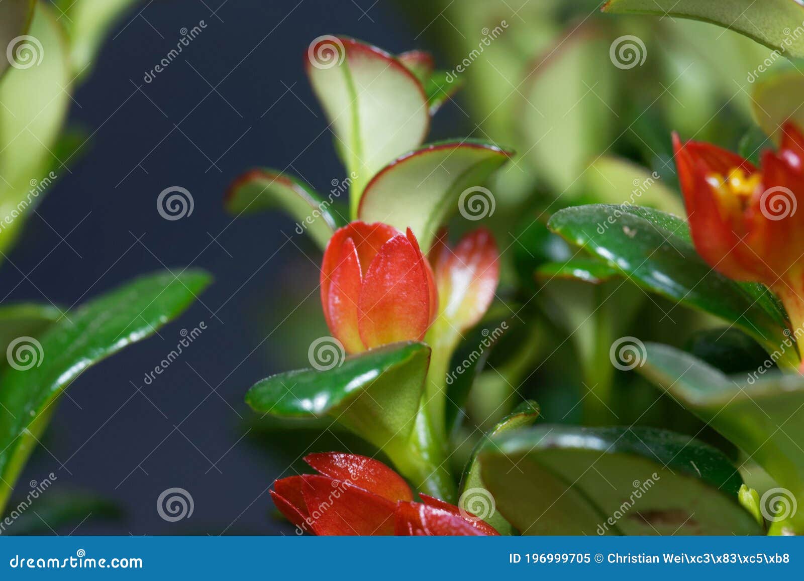 Goldfish Plant Flower, Nematanthus Gregarious Stock Image - Image of ...