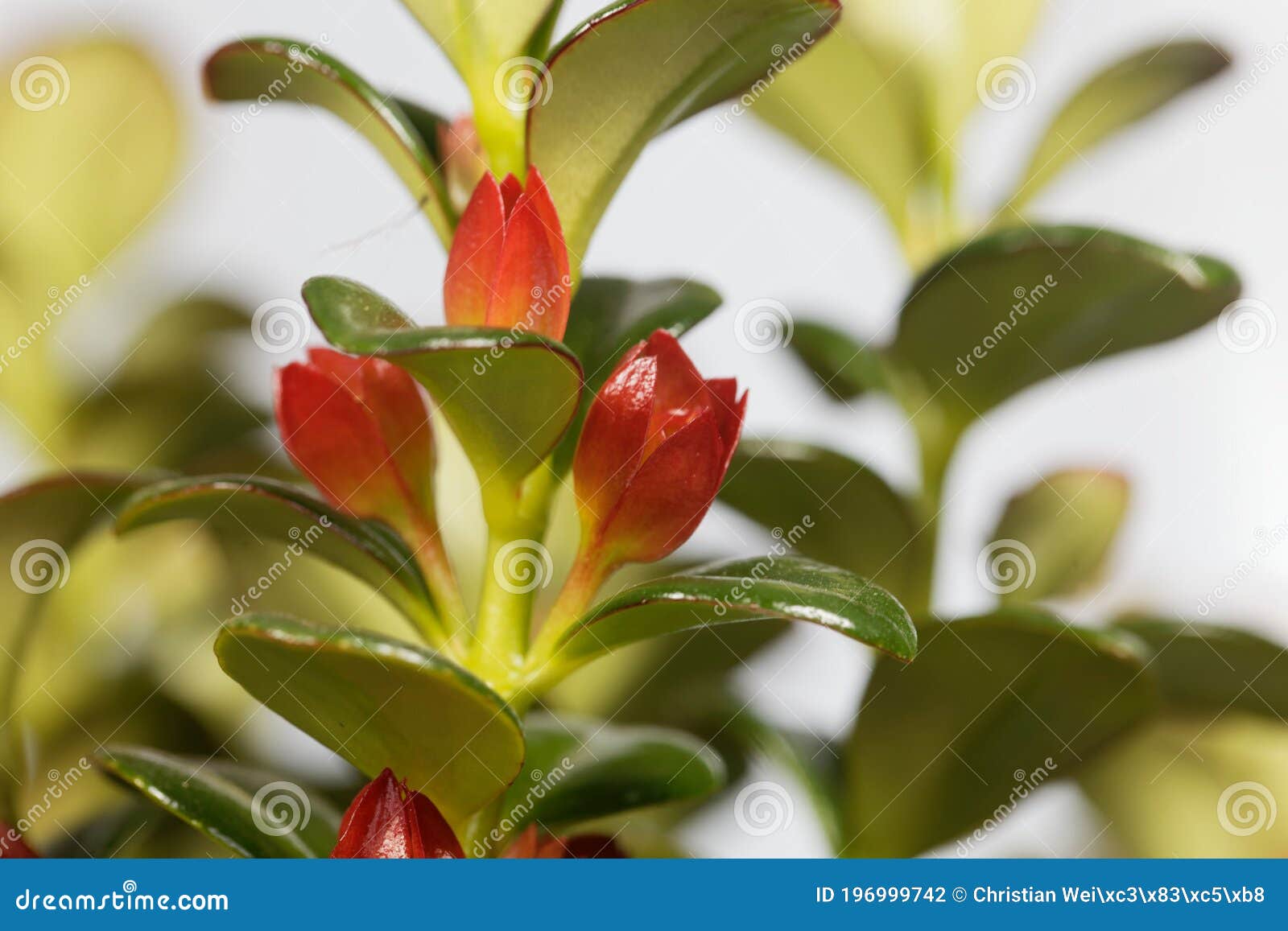 Nematanthus Gregarious Stock Photos - Free & Royalty-Free Stock Photos ...