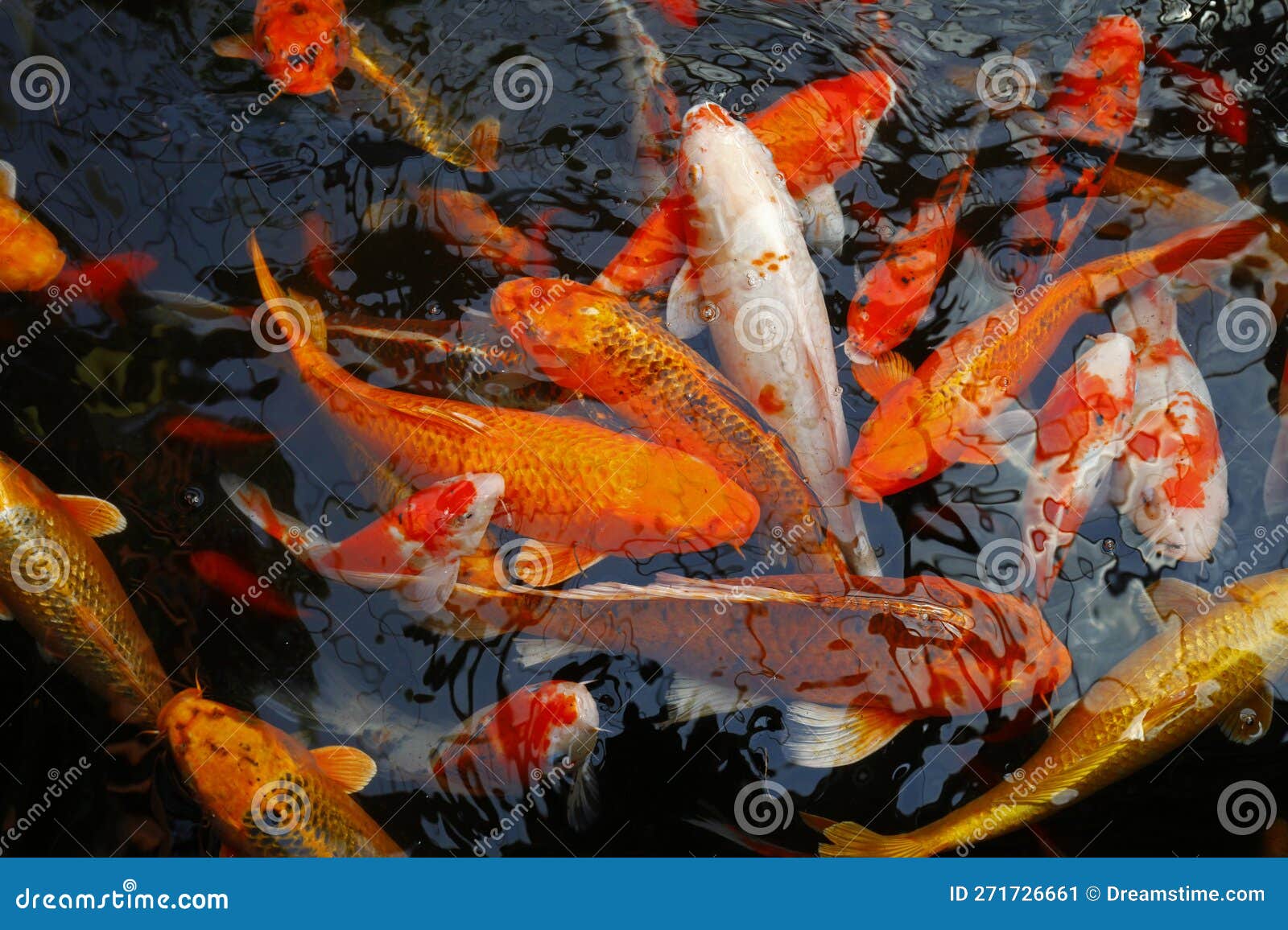 Goldfish in the pond stock image. Image of crazy, wealth - 271726661