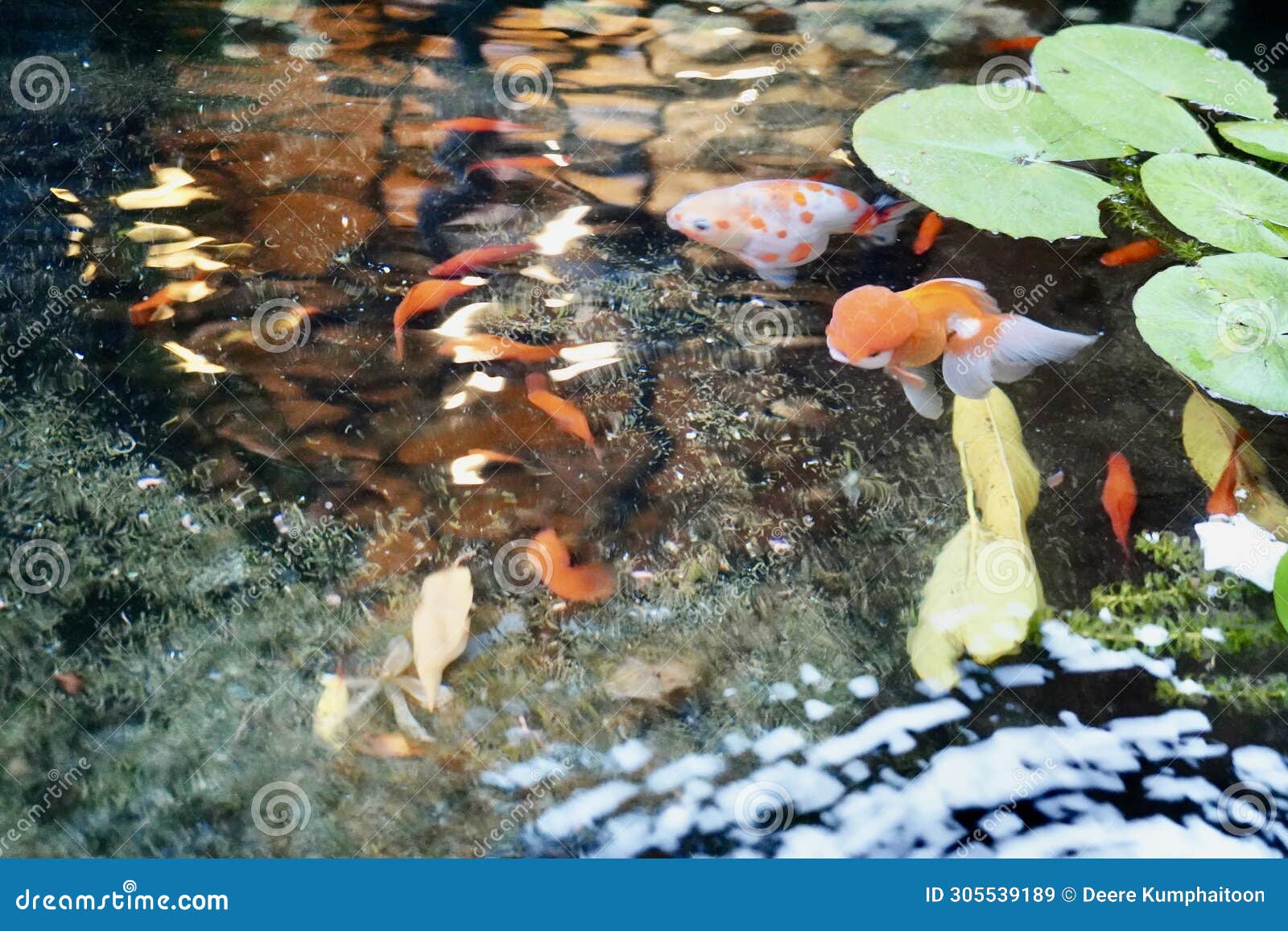 Goldfish Pond in the Garden Natural. Stock Image - Image of fish ...