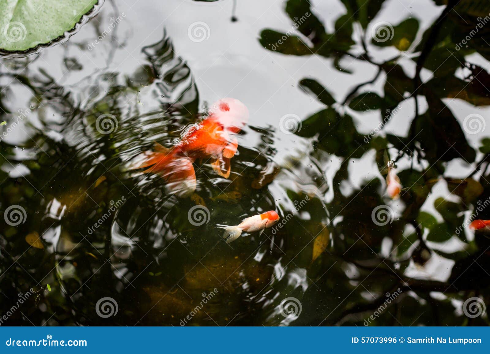 Goldfish stock photo. Image of fishes, feeding, asia - 57073996