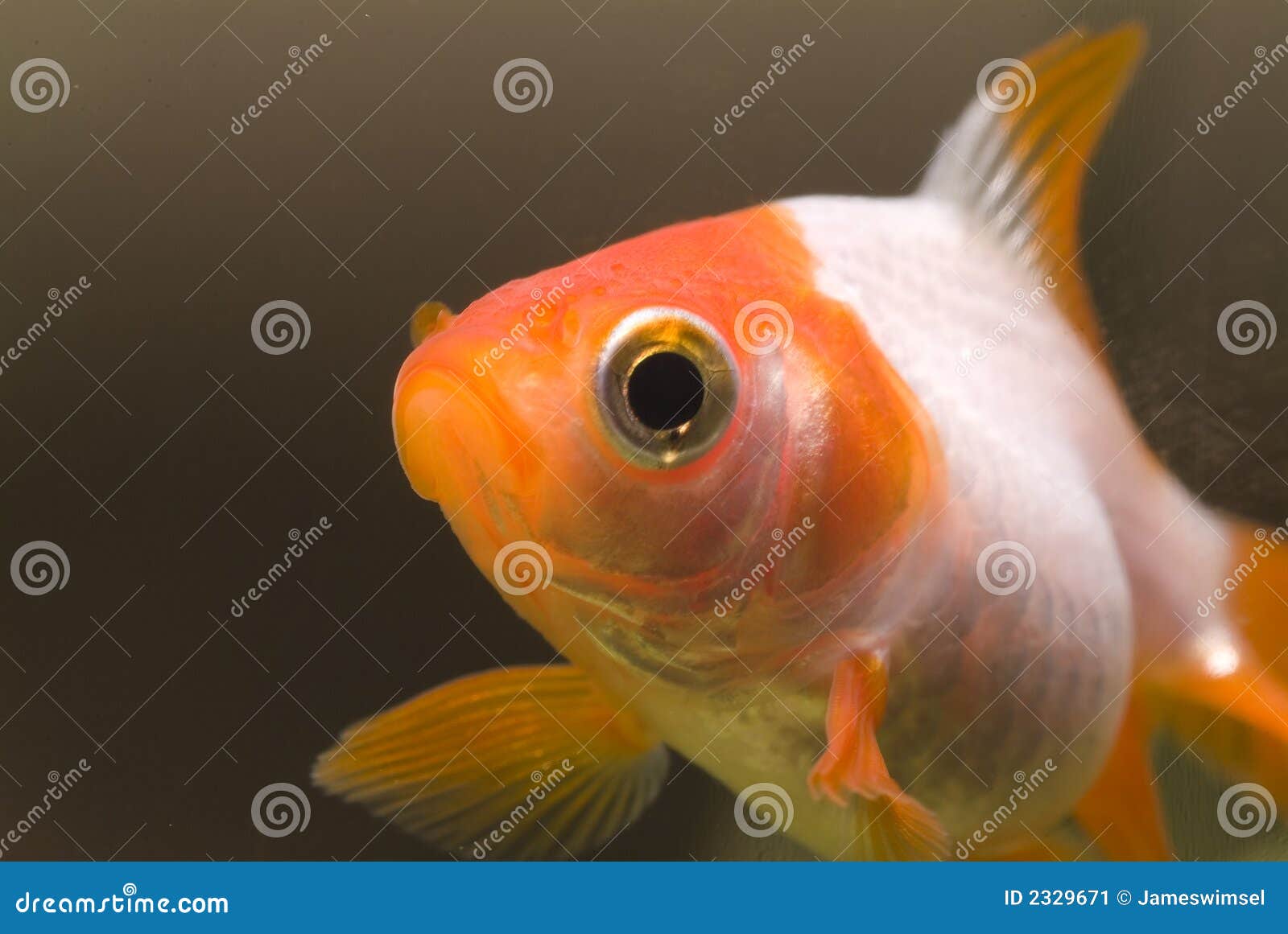 Goldfish portrait 02 stock image. Image of gils, scales - 2329671