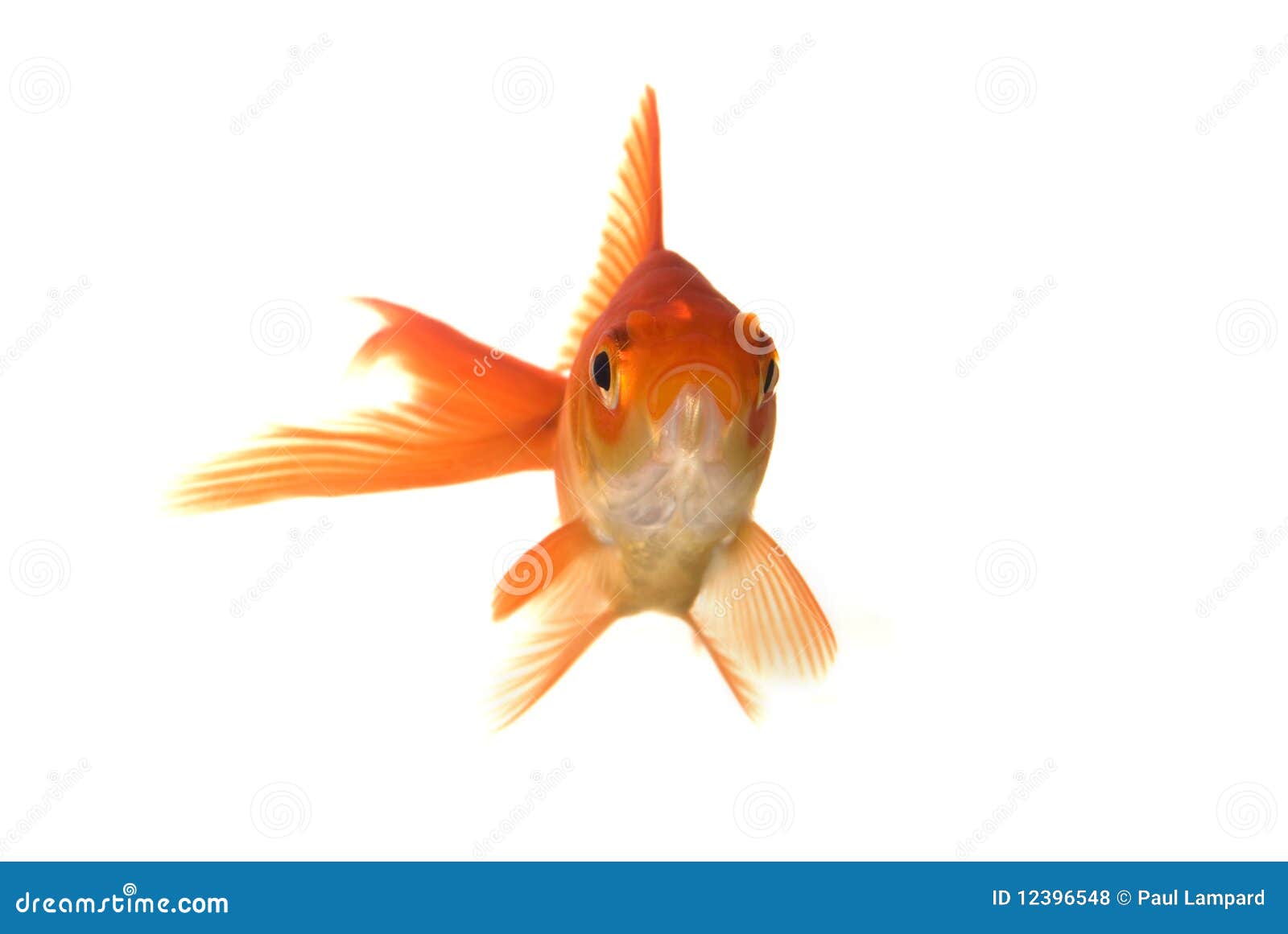 Goldfish portrait stock photo. Image of white, beautiful - 12396548