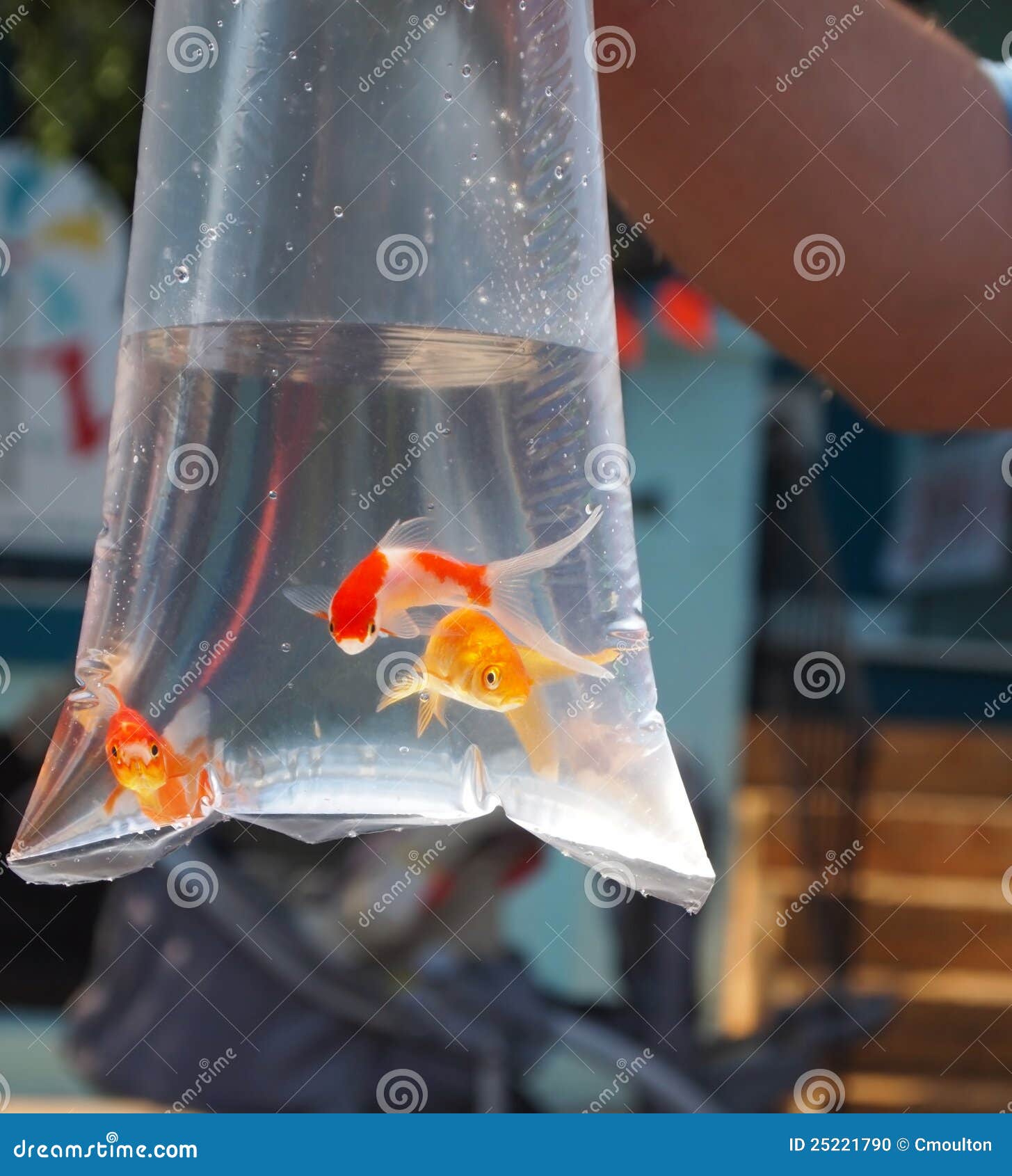 Goldfish Prize in Bag stock photo. Image of games, fair - 25221790