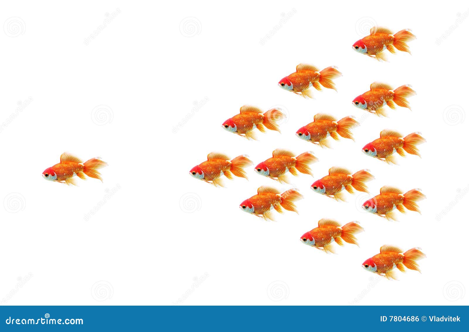 Goldfish race stock photo. Image of pace, close, fast - 7804686