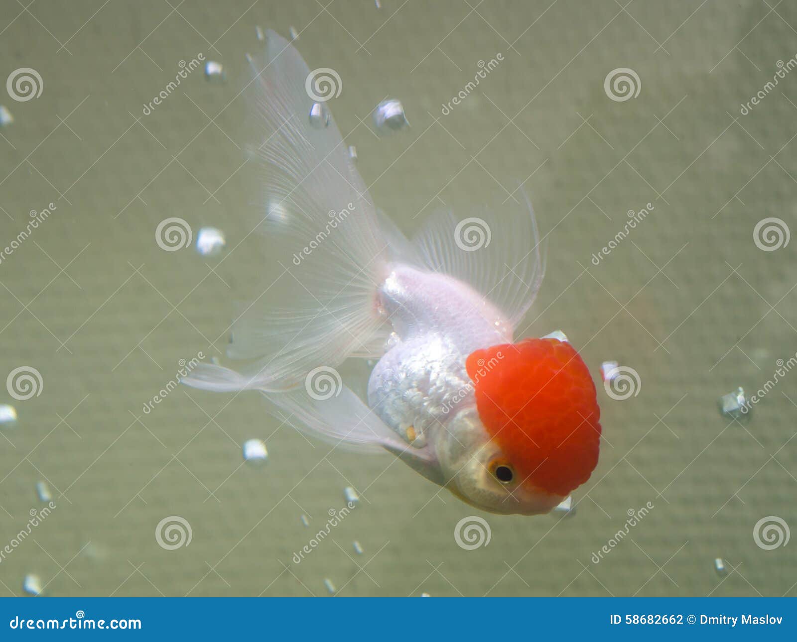 Goldfish with a red cap stock photo. Image of green, glass - 58682662