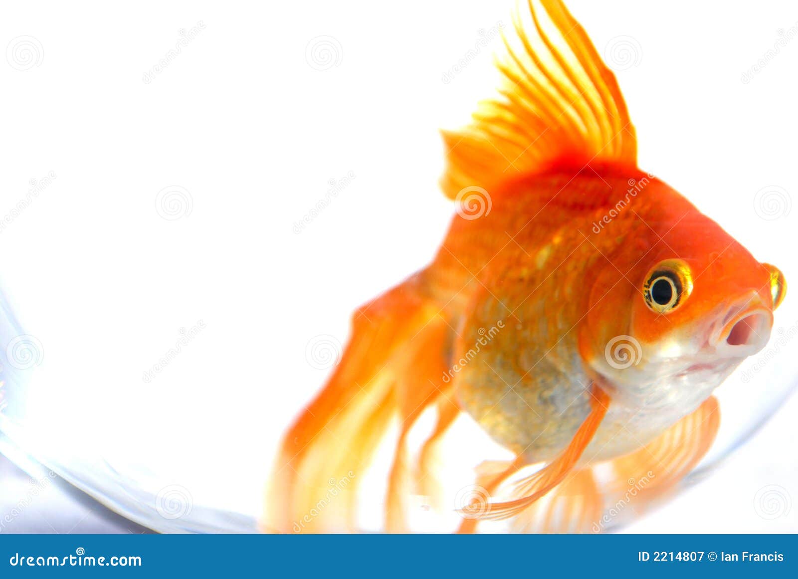 Goldfish/rose des vents. image stock. Image du animal - 2214807