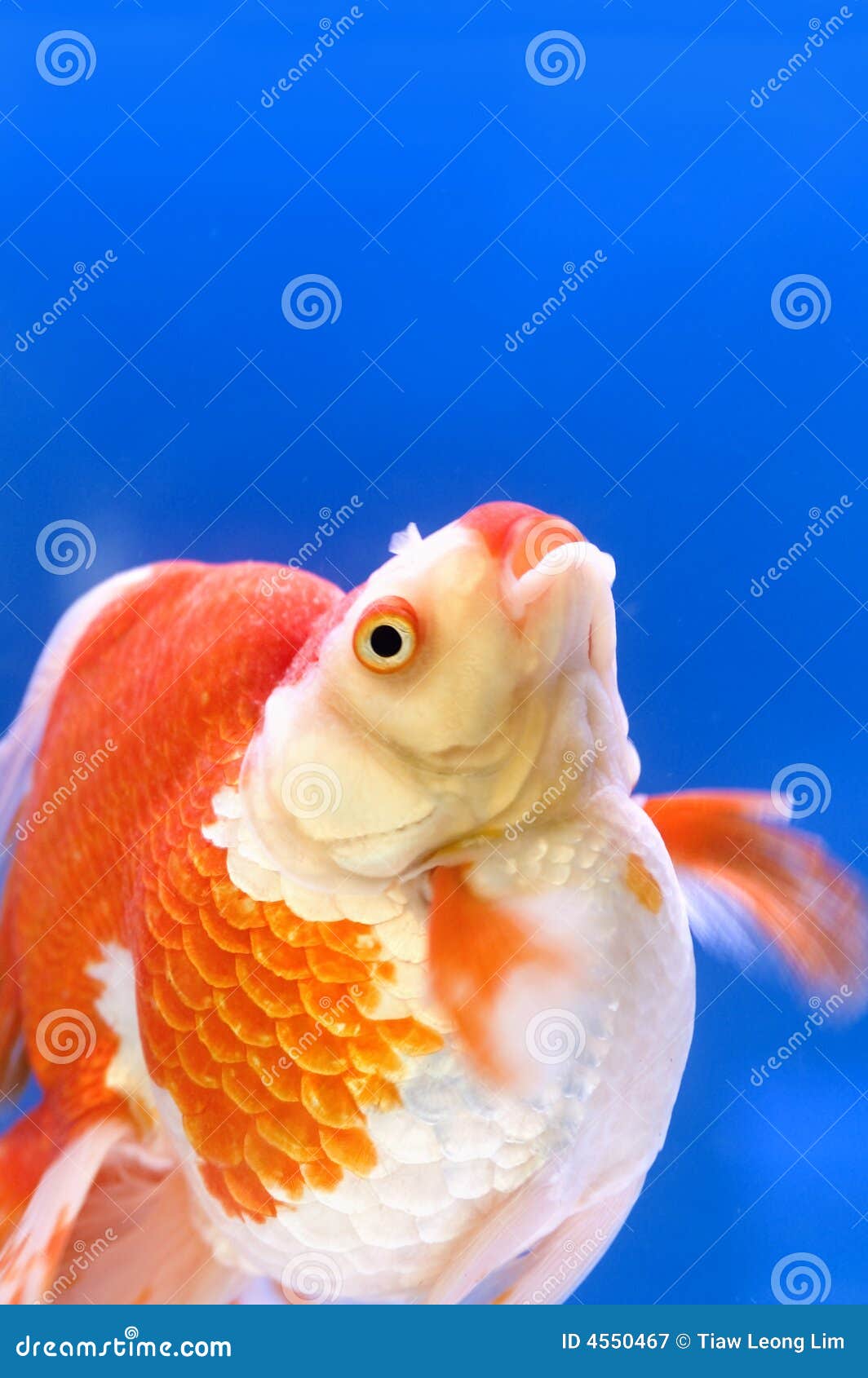 Goldfish Rouge Et Blanc De Ryukin Image stock - Image du fond, arrière ...