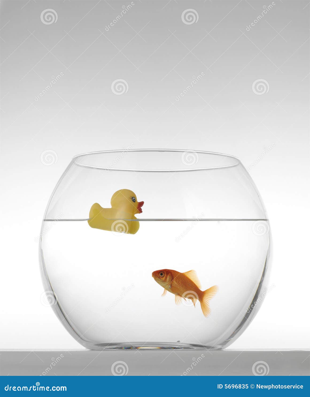 Goldfish with a Rubber Duck Stock Image - Image of duck, danger: 5696835