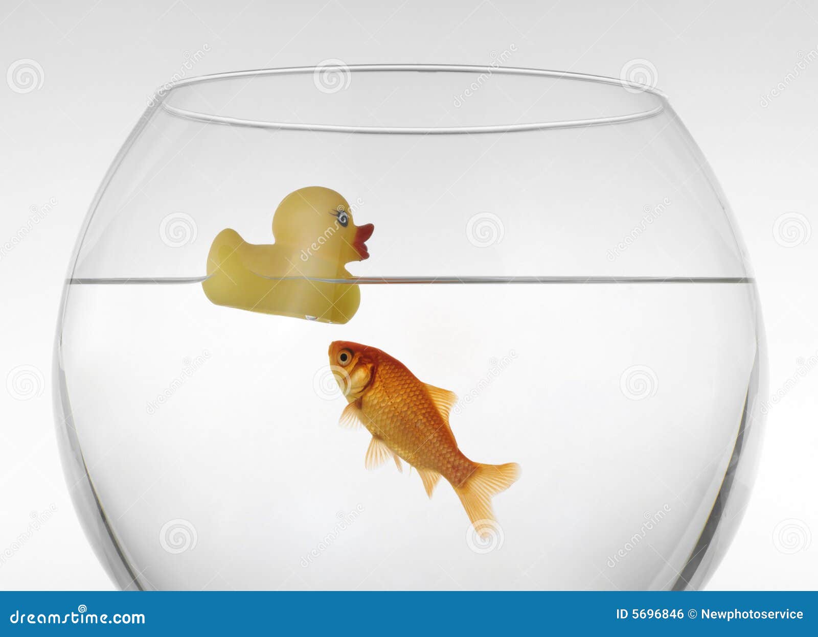 Goldfish With A Rubber Duck Picture. Image: 5696846
