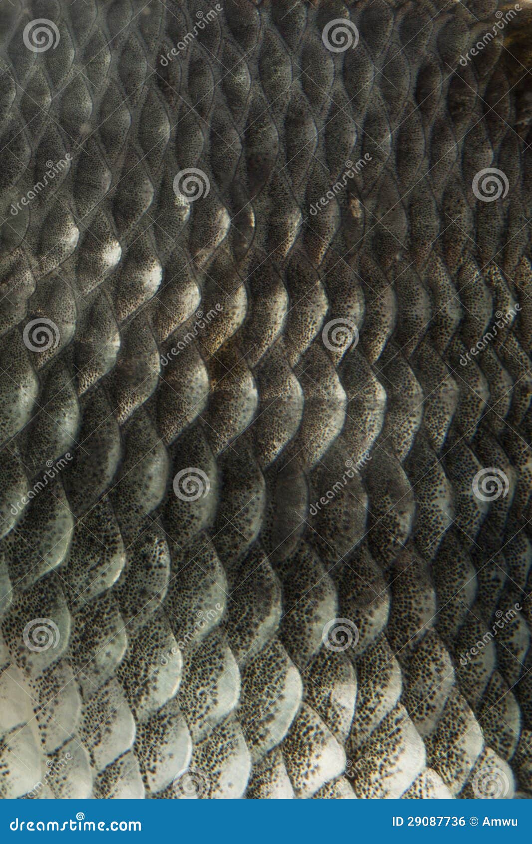 Goldfish Scale stock photo. Image of fish, closeup, detail - 29087736