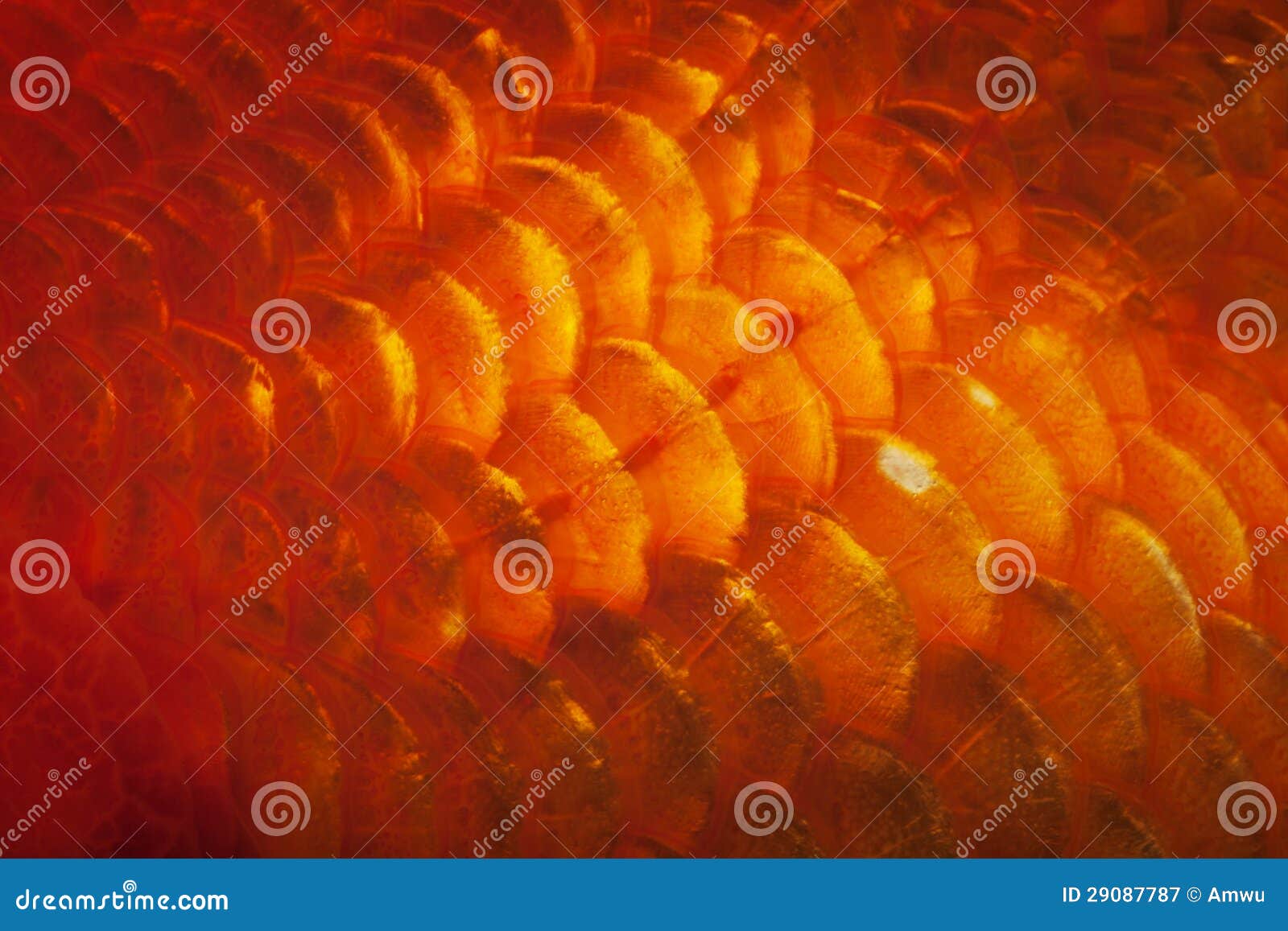 Goldfish Scale stock image. Image of goldfish, scale - 29087787
