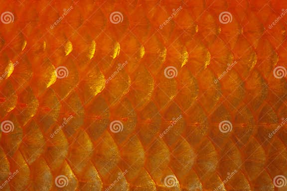 Goldfish Scale stock photo. Image of yellow, orange, colorful - 29087872